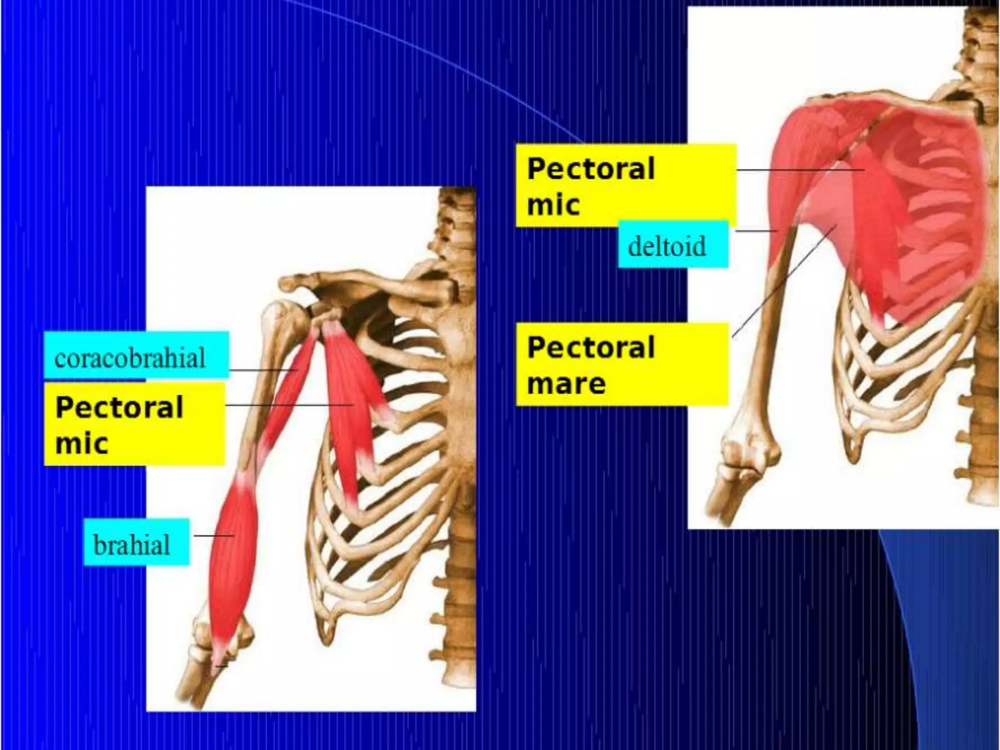 Muschii toracelui si abdomenului | PPTX