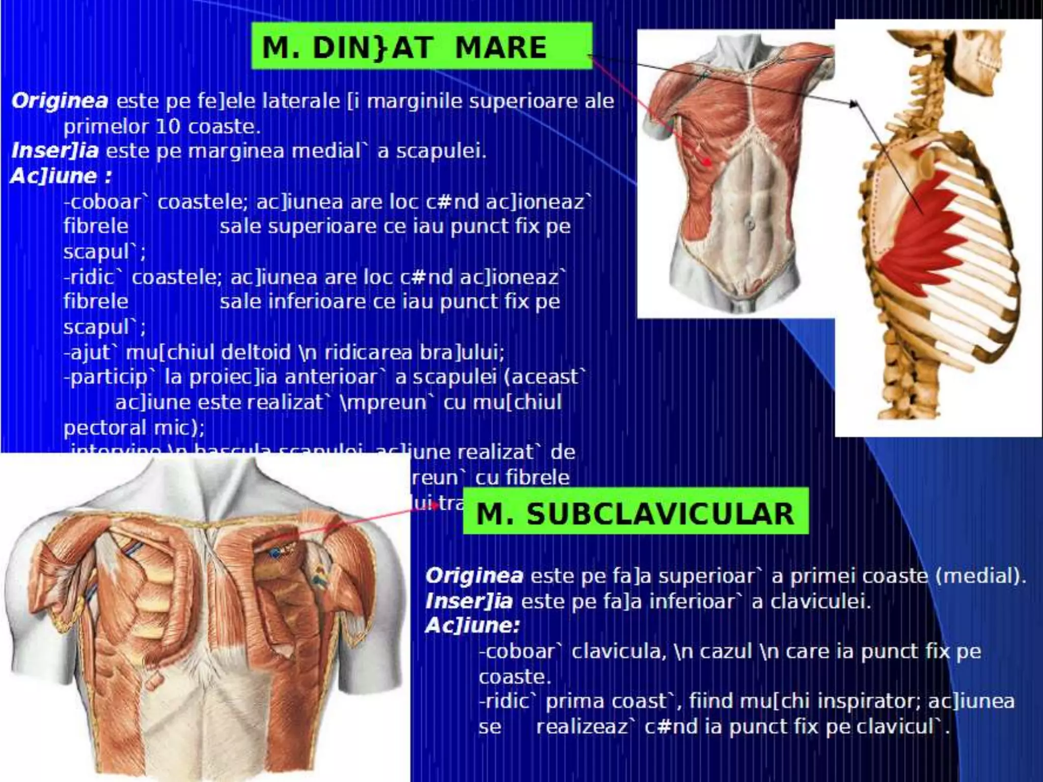 Muschii toracelui si abdomenului | PPTX