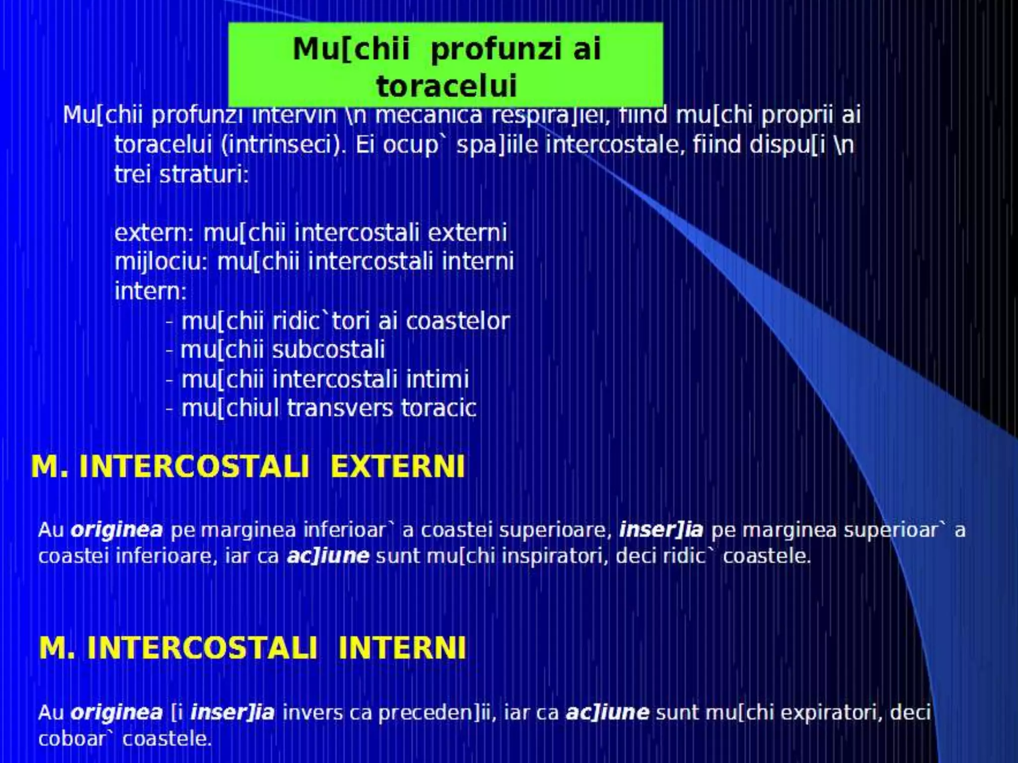 Muschii toracelui si abdomenului | PPTX