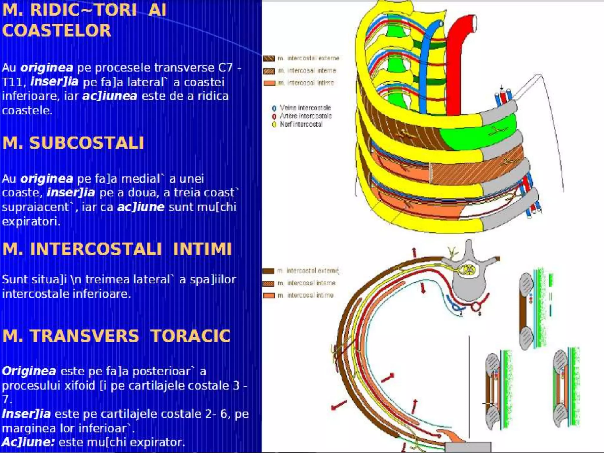 Muschii toracelui si abdomenului | PPTX