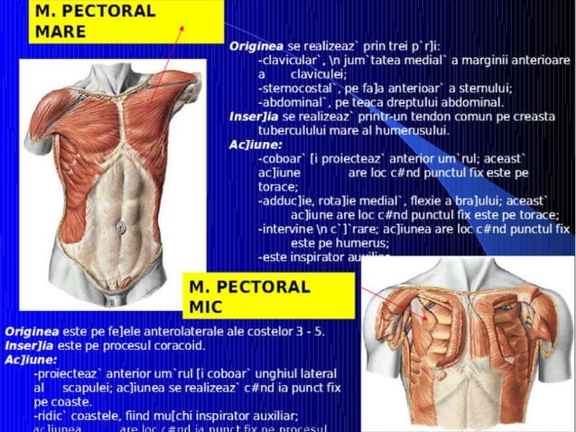 Muschii toracelui si abdomenului | PPTX