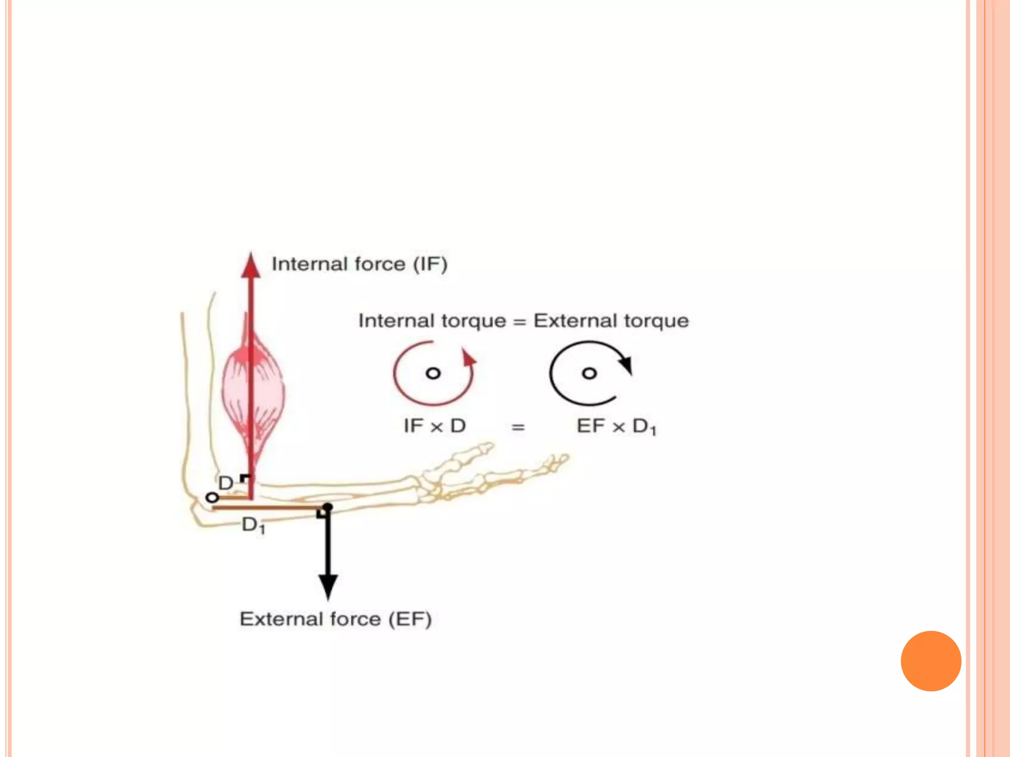 Musclar force regulation fram work and joints of the body | PPTX ...