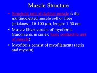 Muscle | PPT