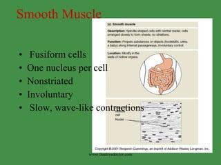 Muscle | PPT