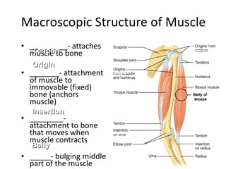 Muscle by Ms. Agapito | PPT