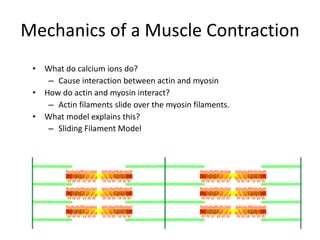 Muscle | PPT