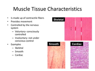 Muscle | PPT