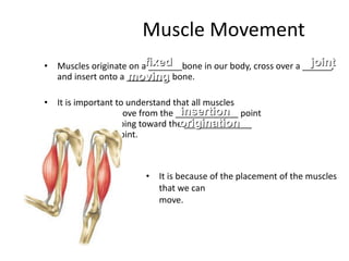 Muscle | PPT