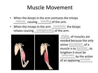 Muscle | PPT