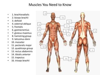 Muscle | PPT