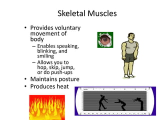 Muscle | PPT