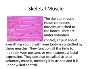 Muscle | PPT