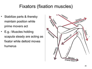 muscle-160227130405.pdf