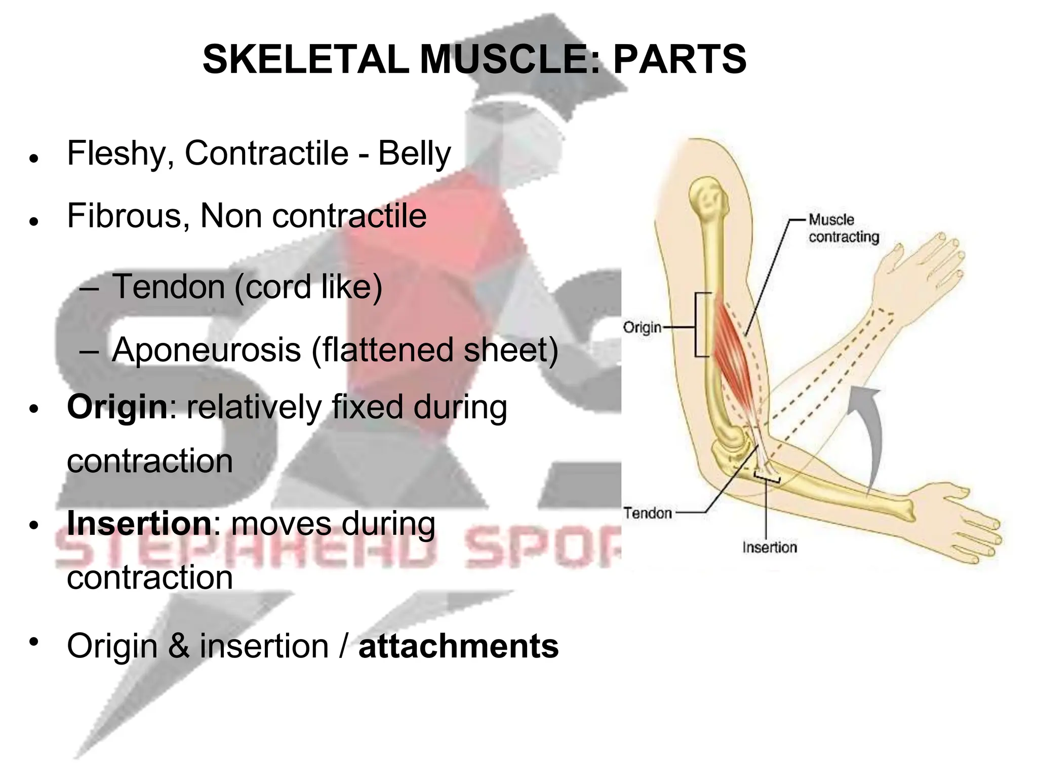muscle-160227130405.pptx