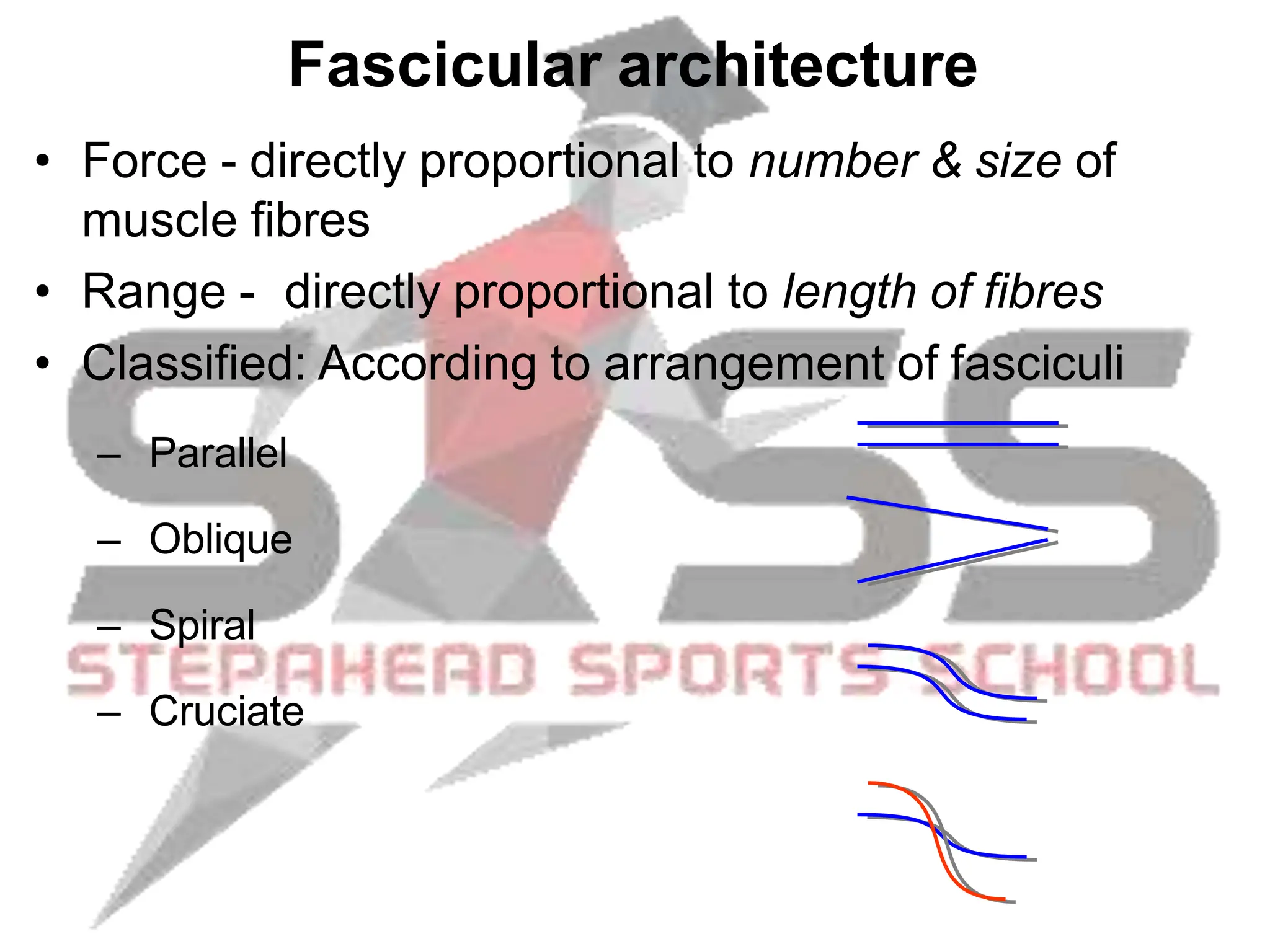 muscle-160227130405.pptx