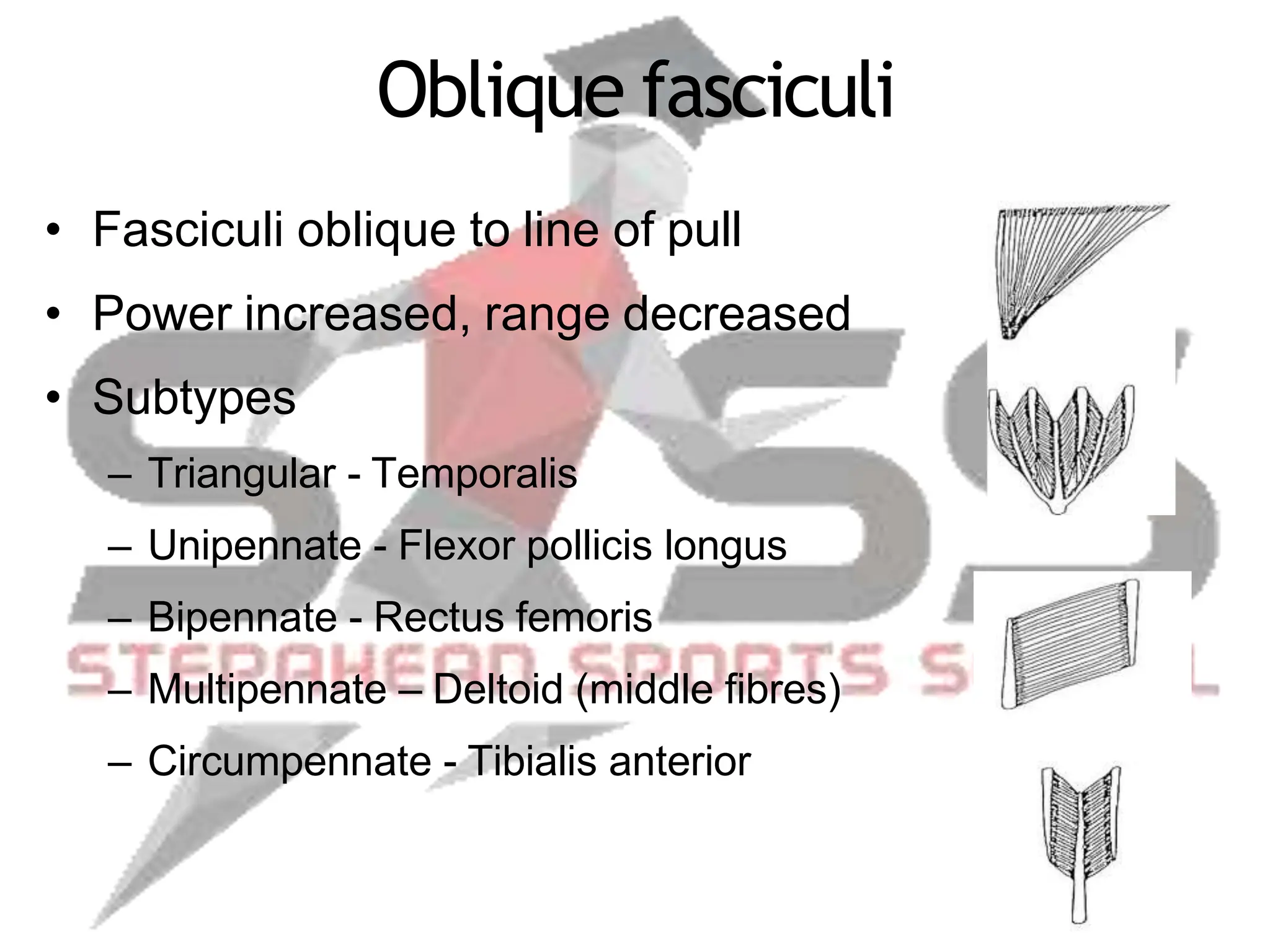 muscle-160227130405.pptx