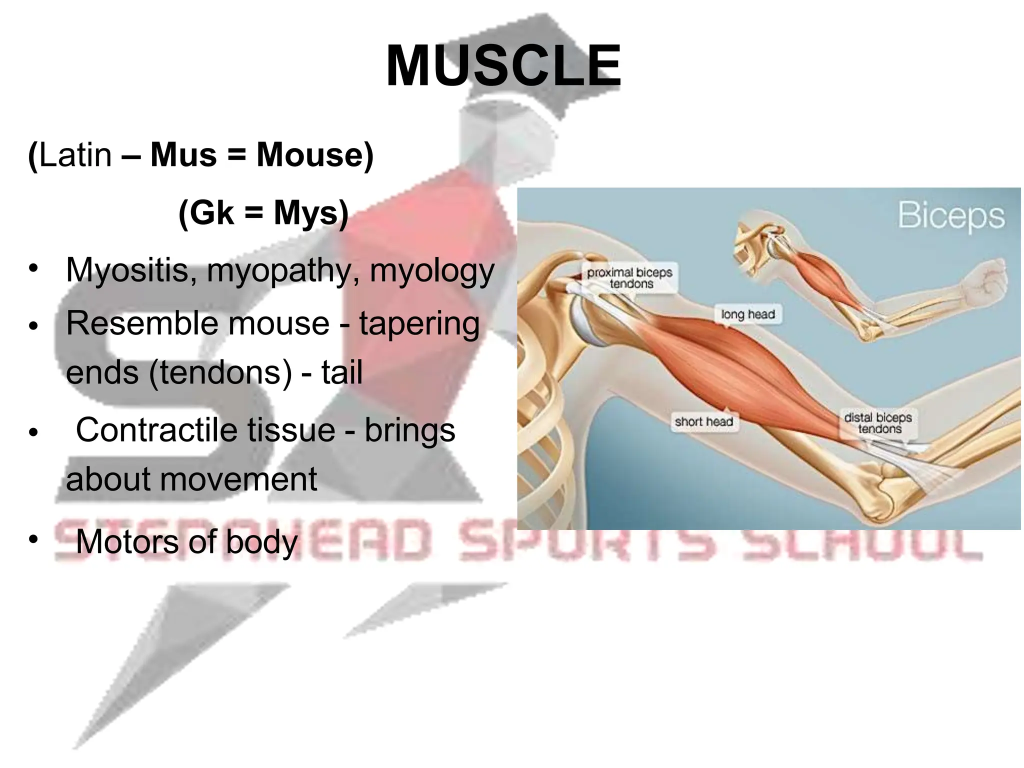 muscle-160227130405.pptx