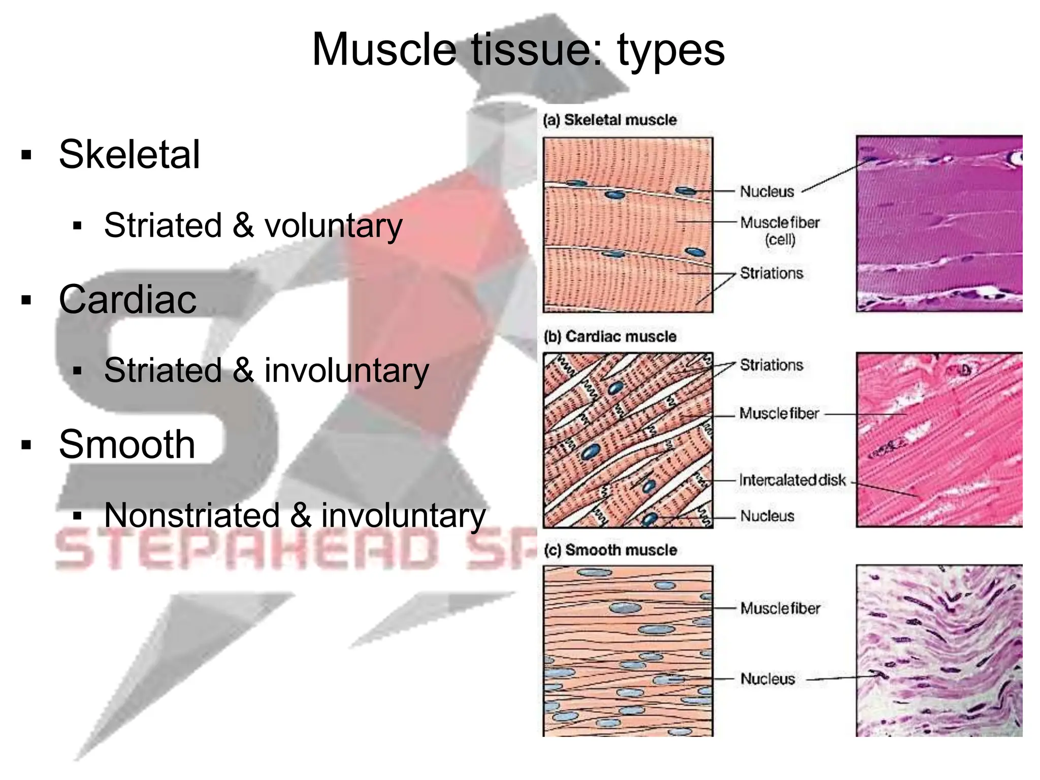 muscle-160227130405.pptx