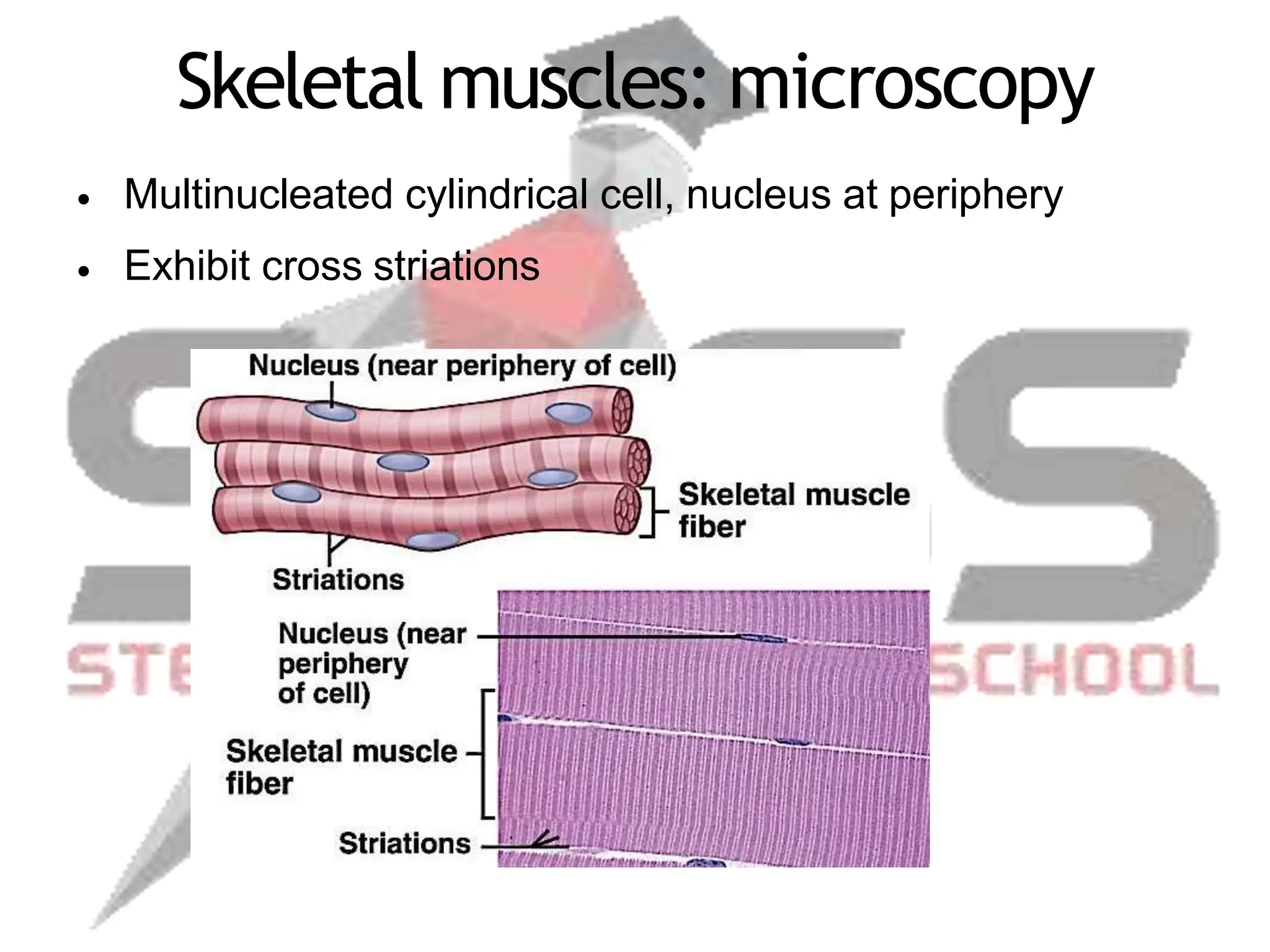 muscle-160227130405.pptx