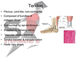 muscle-160227130405.pptx