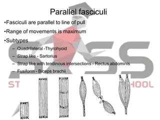 muscle-160227130405.pptx | Death, Injury, or Military Conflict ...