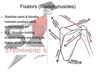 muscle-160227130405.pptx | Death, Injury, or Military Conflict ...
