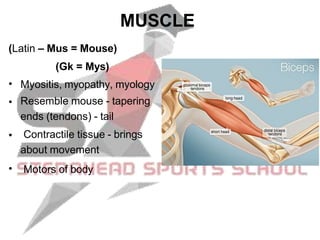 muscle-160227130405.pptx | Death, Injury, or Military Conflict ...