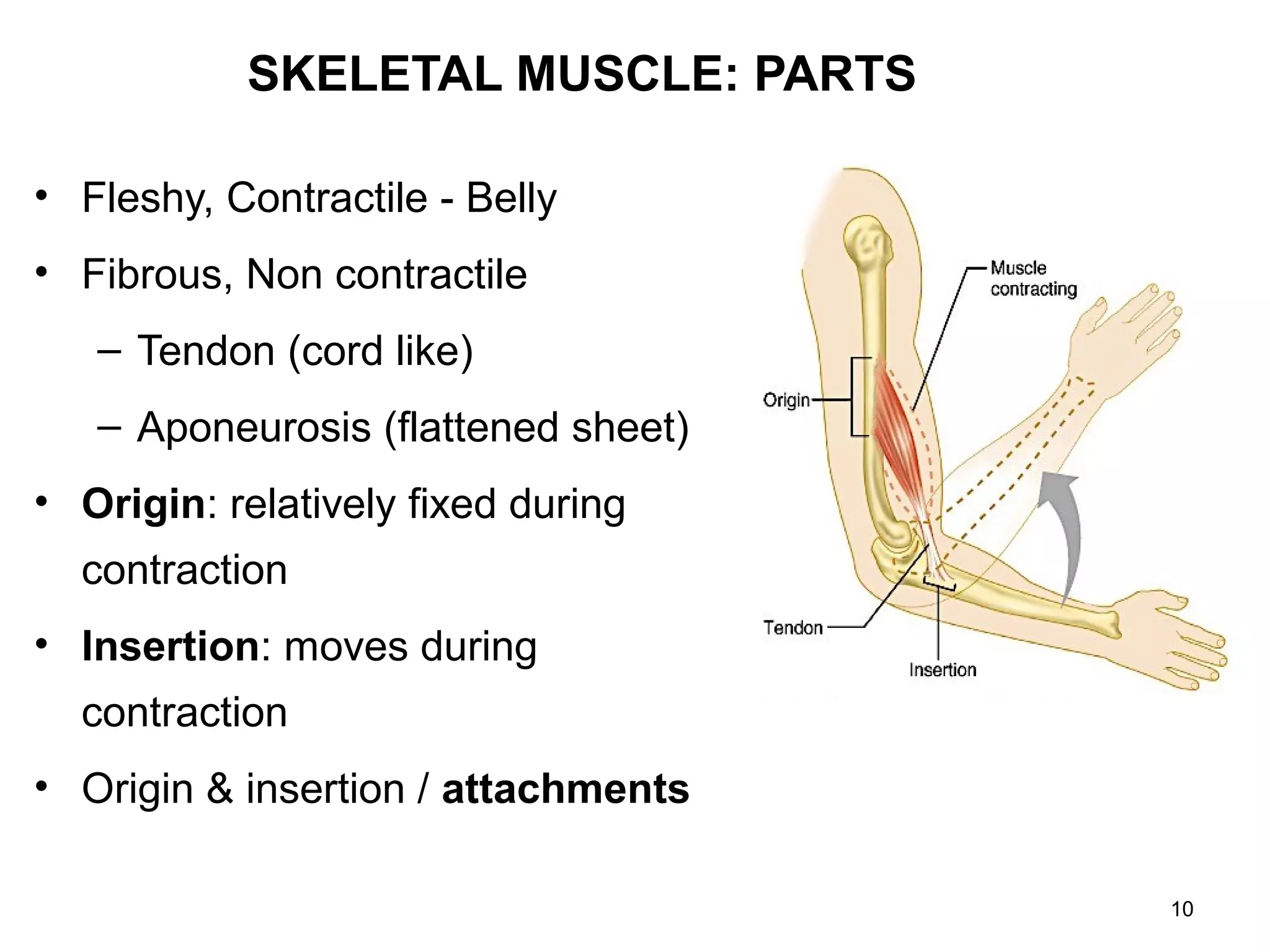 Muscle | PPT