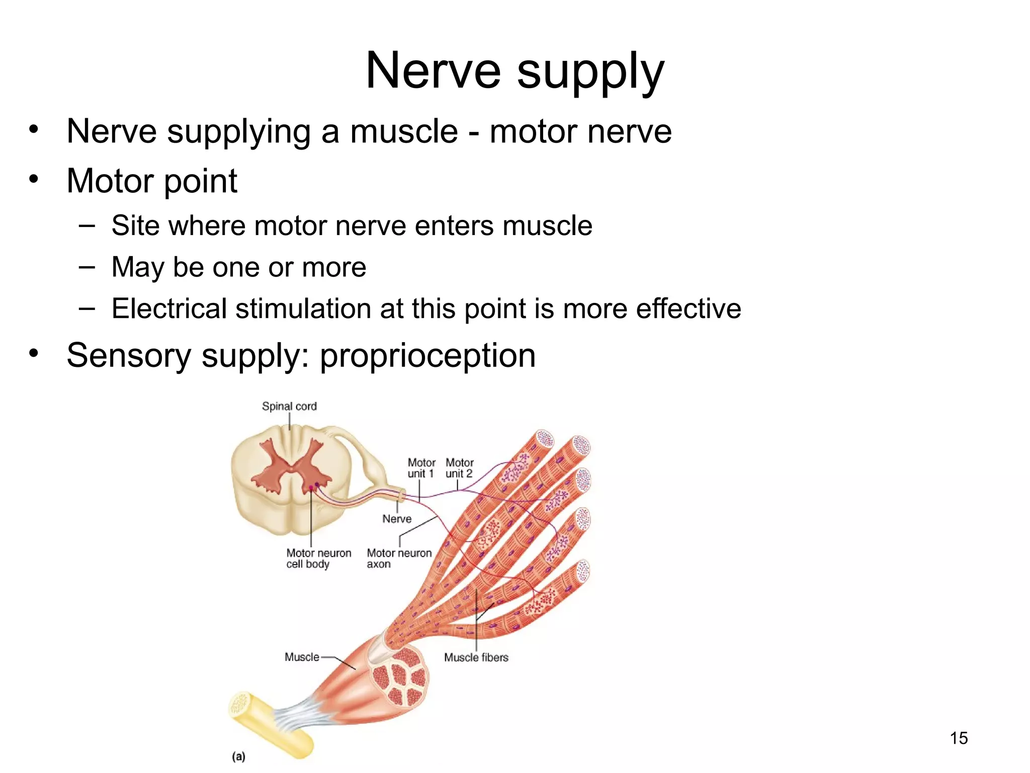 Muscle | PPT