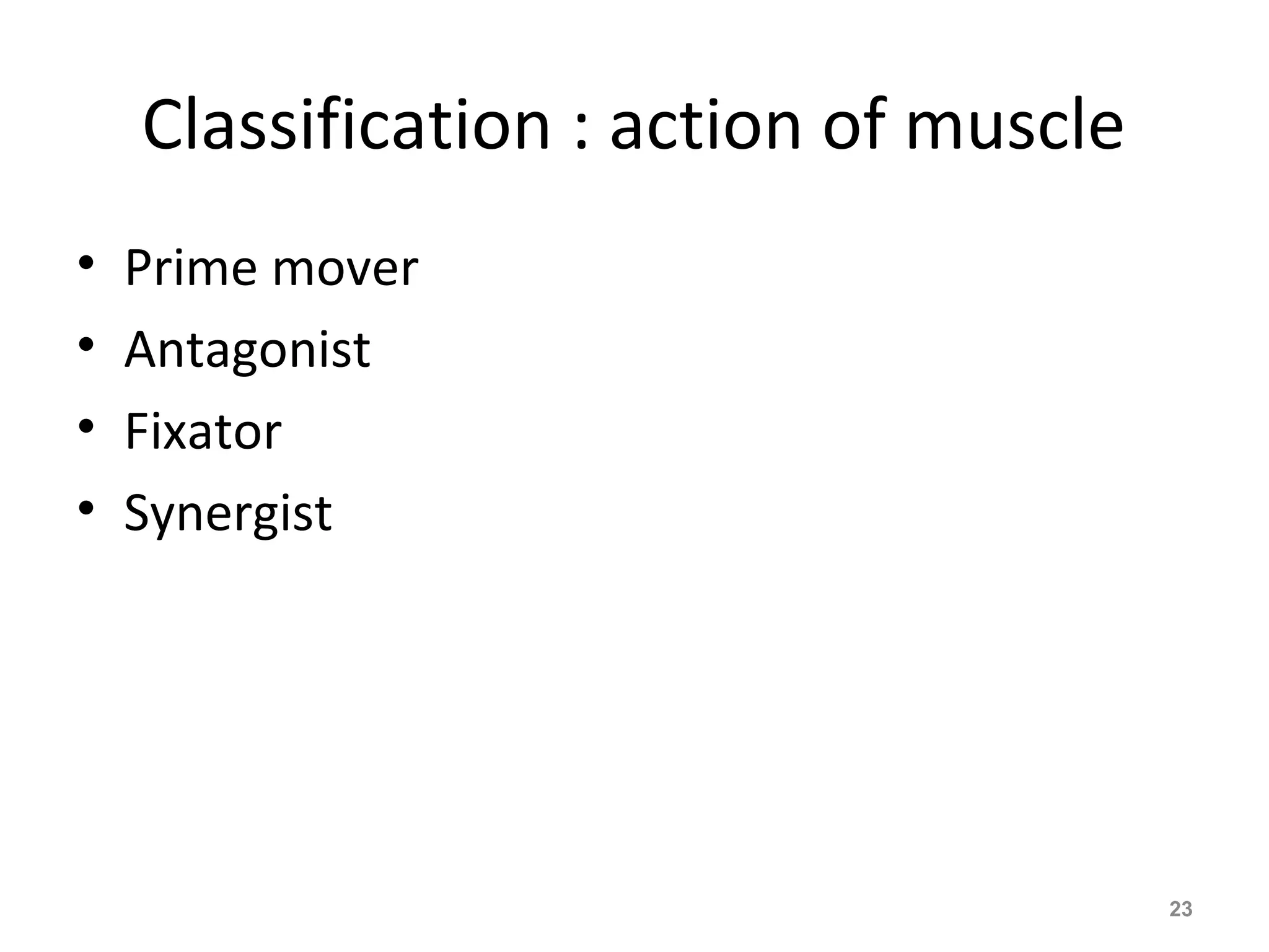 Muscle | PPT