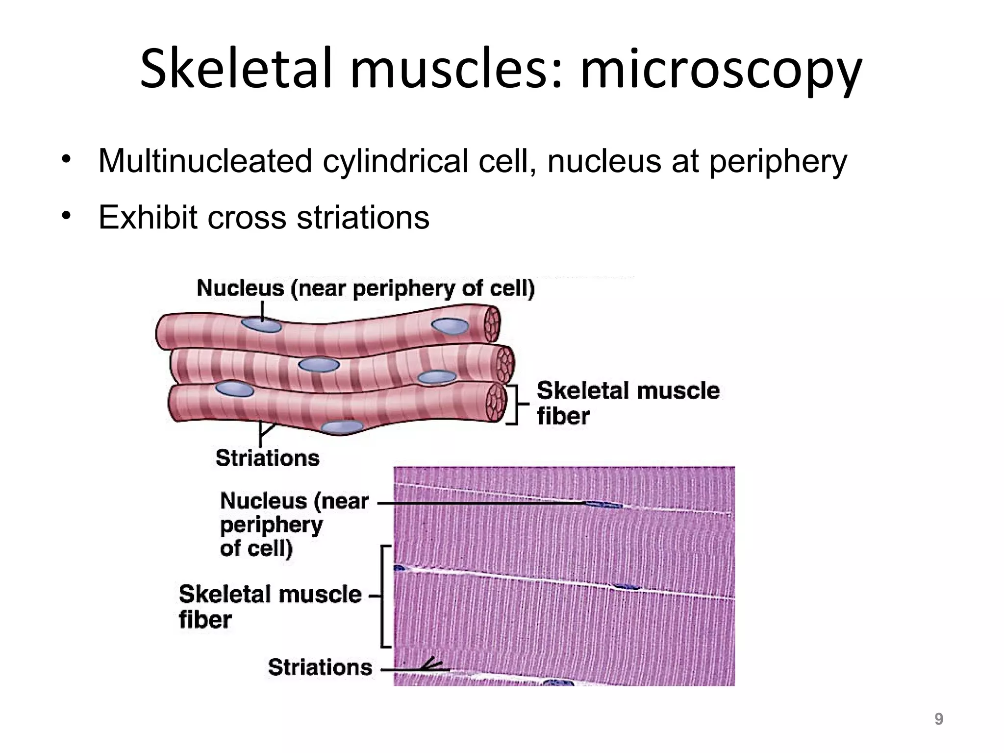 Muscle | PPT