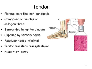 Muscle | PPT