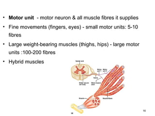 Muscle | PPT