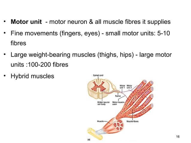 Muscle | PPT