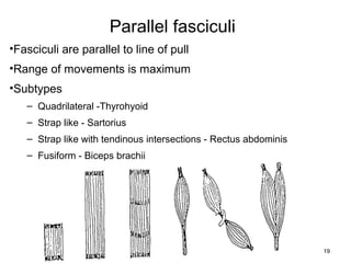 Muscle | PPT
