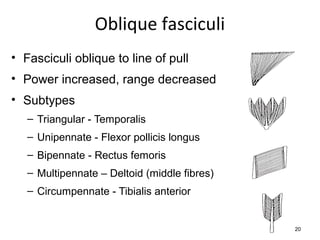 Muscle | PPT