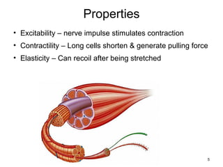 Muscle | PPT