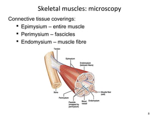 Muscle | PPT