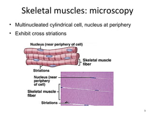 Muscle | PPT