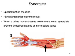 Synergist Muscle