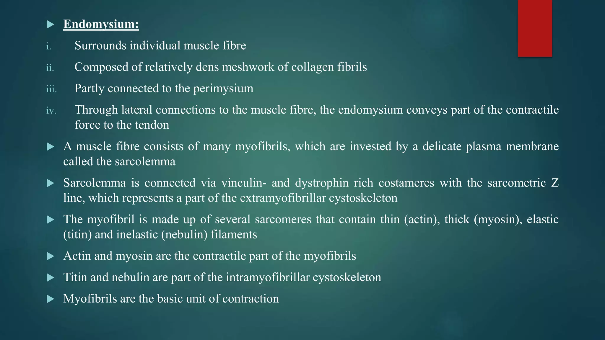 Muscle | PPTX