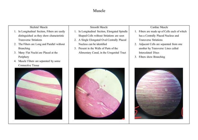 Histology of Muscles - Skeletal ,Smooth and Cardiac Muscles
