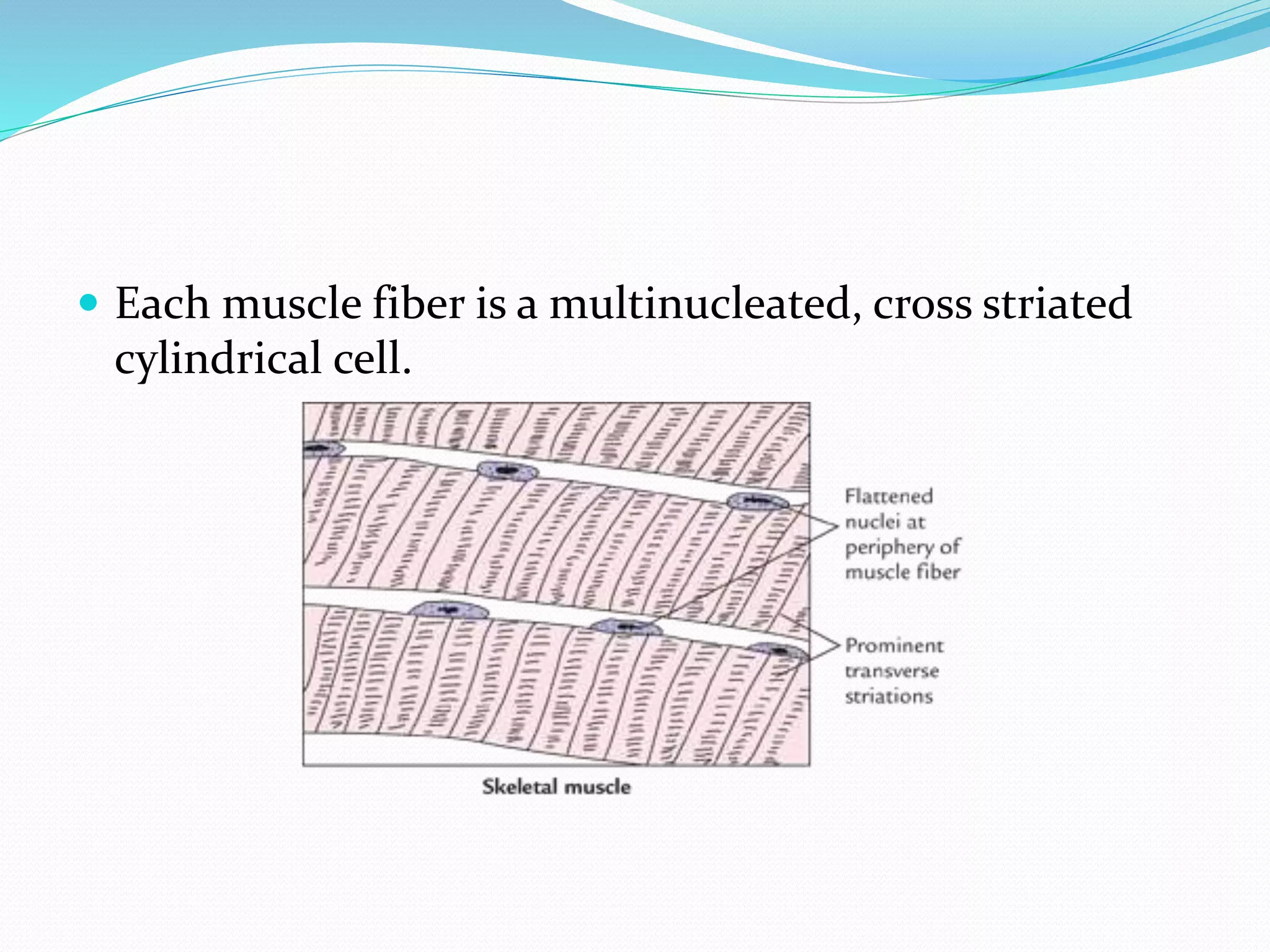 Muscles anatomy and physiology | PPTX