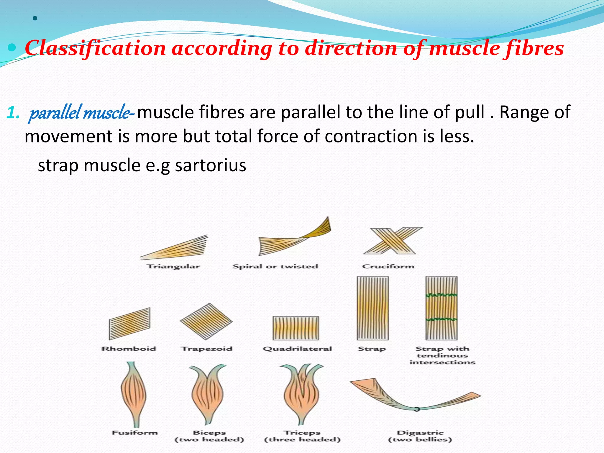 Muscles anatomy and physiology | PPTX