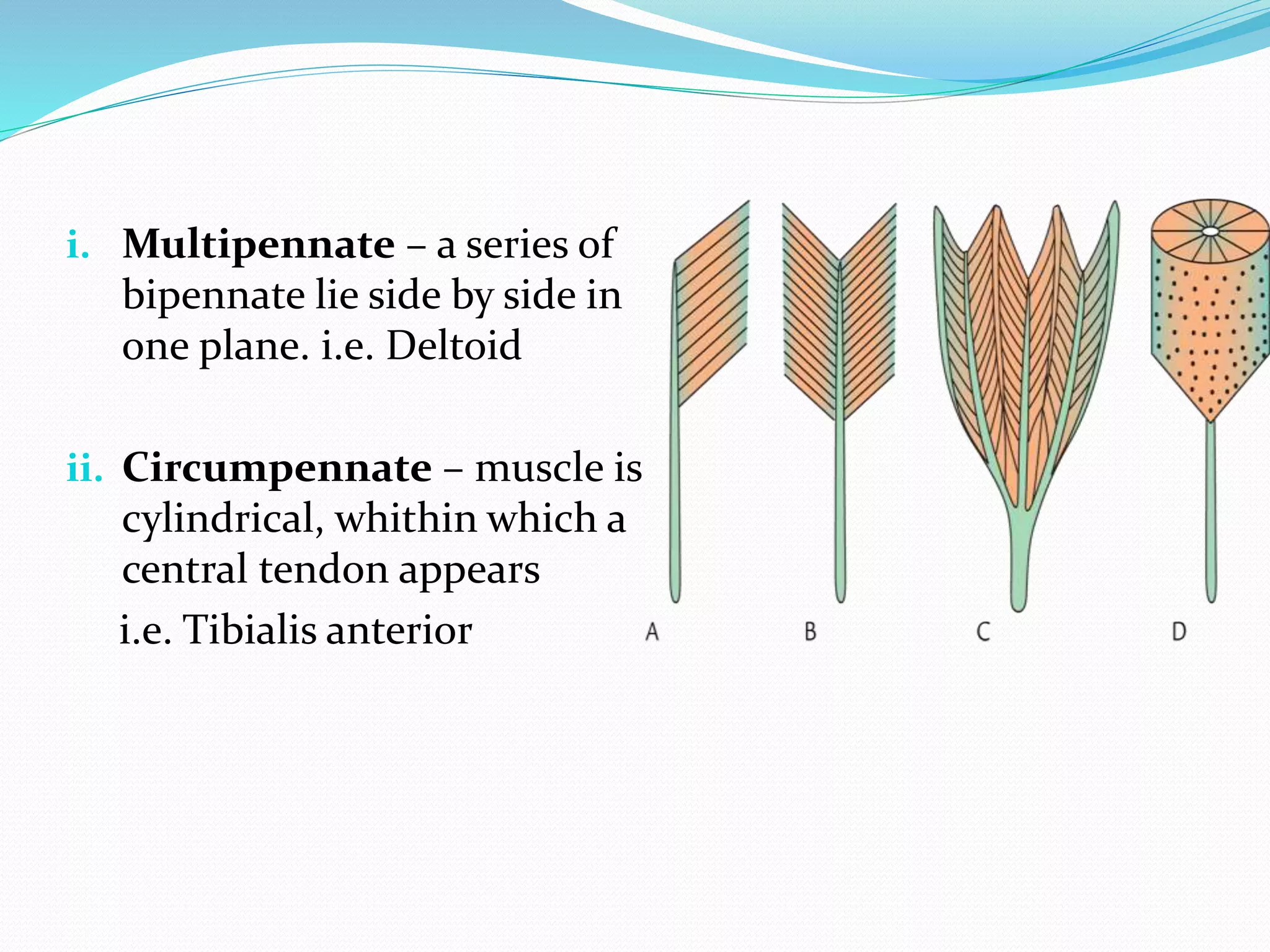 Muscles anatomy and physiology | PPTX