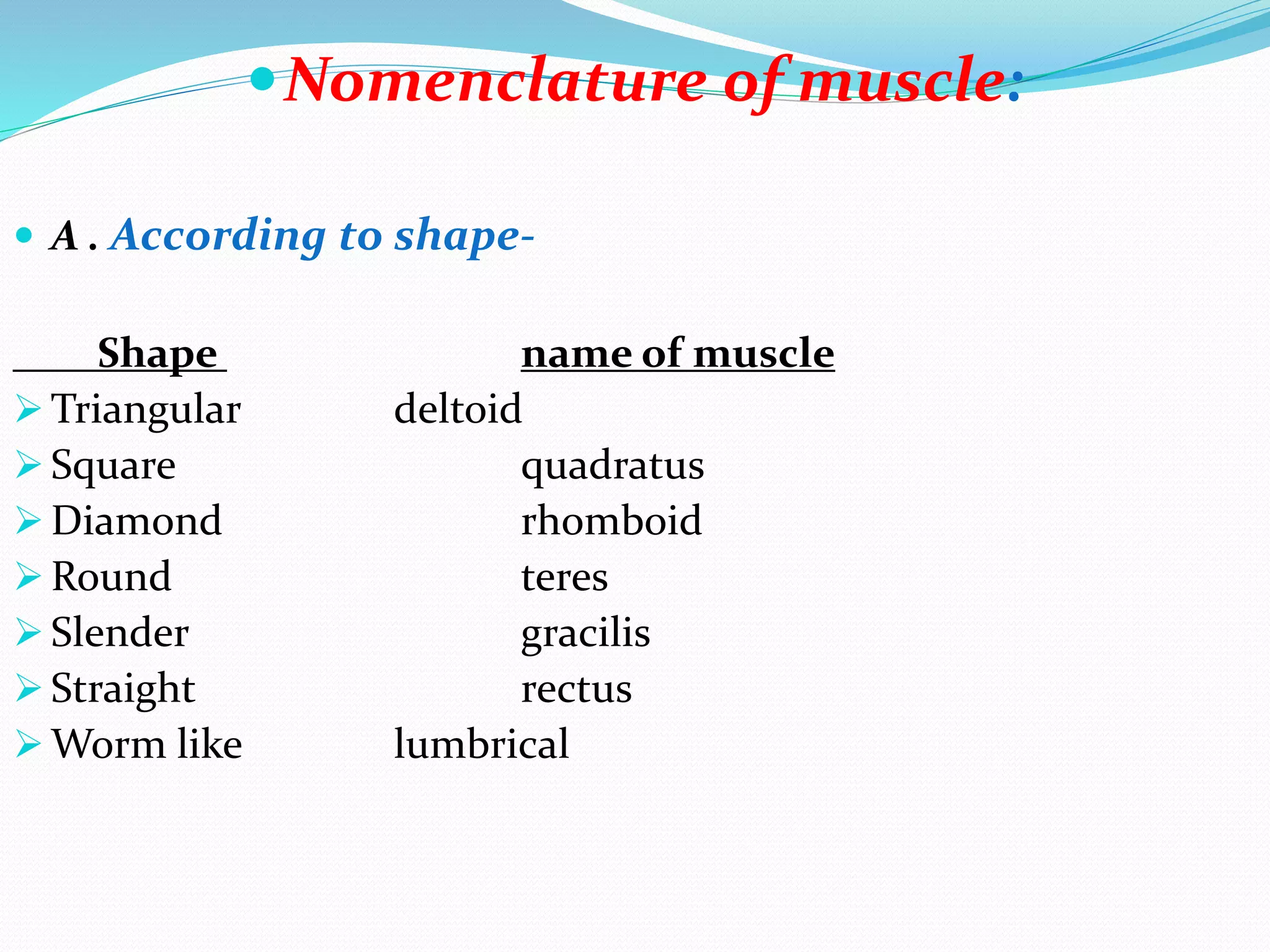 Muscles anatomy and physiology | PPTX