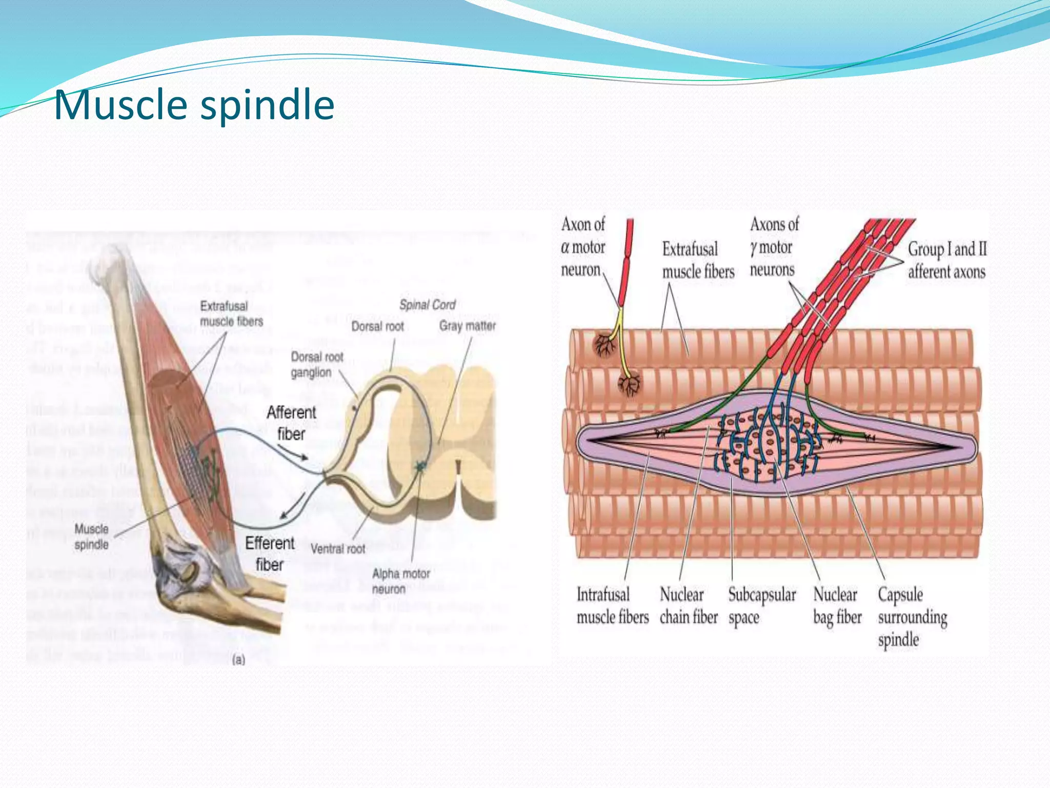 Muscles anatomy and physiology | PPTX