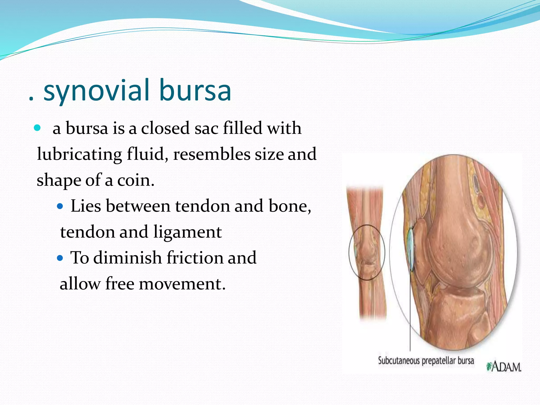 Muscles anatomy and physiology | PPTX