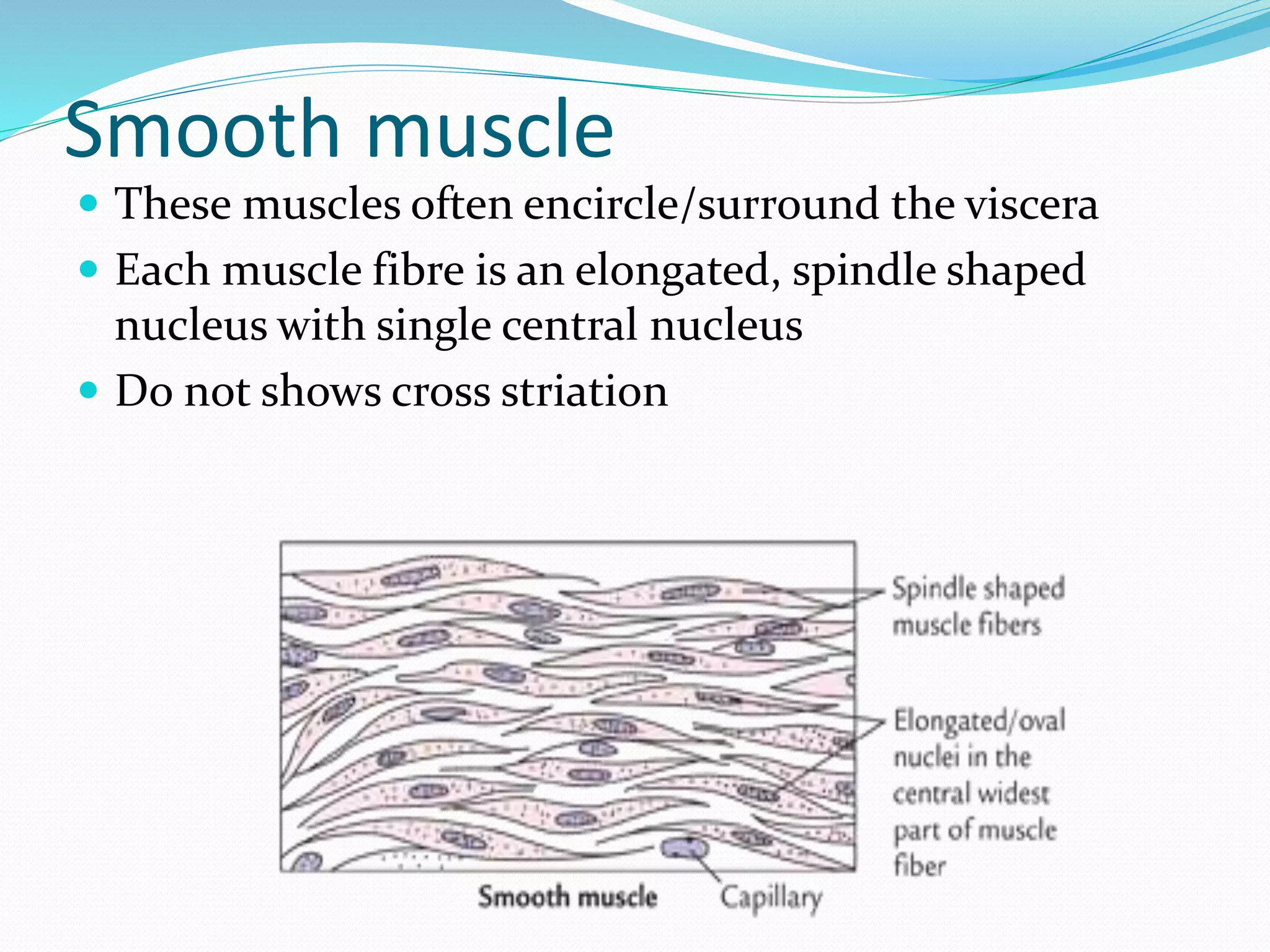 Muscles anatomy and physiology | PPTX