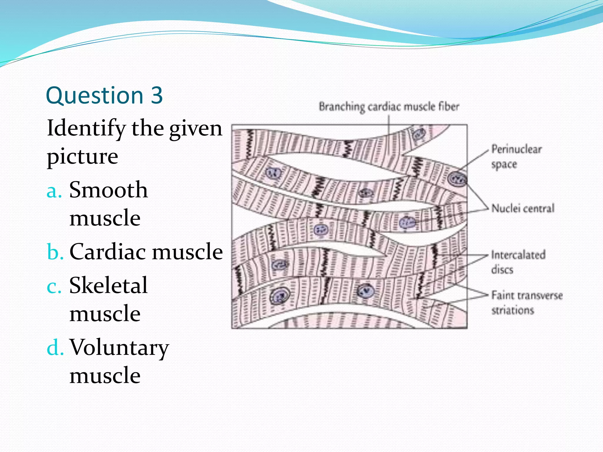 Muscles anatomy and physiology | PPTX